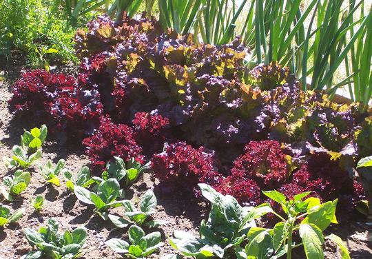 7 Design Tips for a Beautiful Food Garden - BC Living
