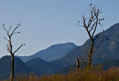Bald Eagle Watching at Harrison Hot Springs - BC Living