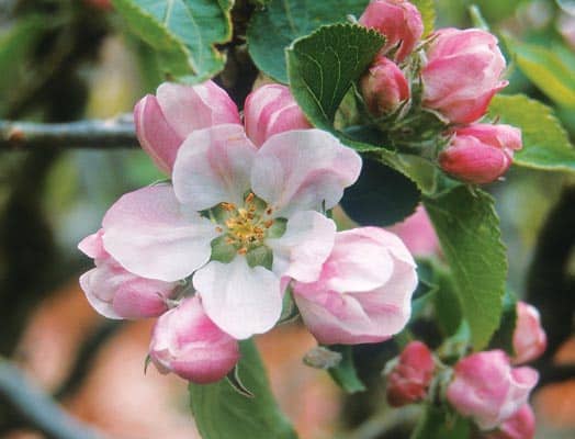 Apple Trees - BC Living