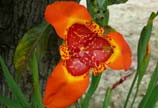 Tigridia Pavonia - BC Living