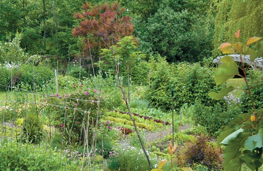 Kitchen Gardening: Planting a Potager - BC Living